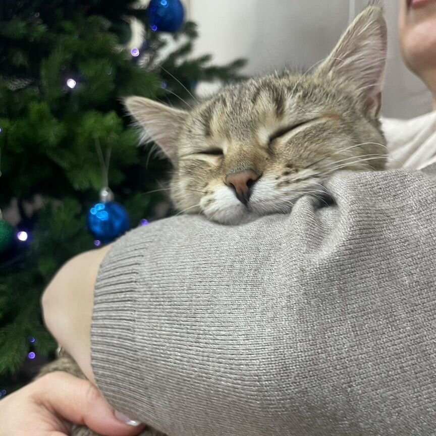 Котенок в добрые руки