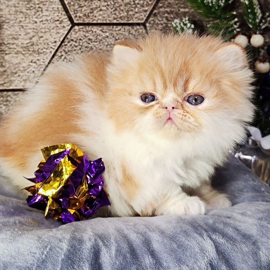 Экзотический короткошёрстный котёнок