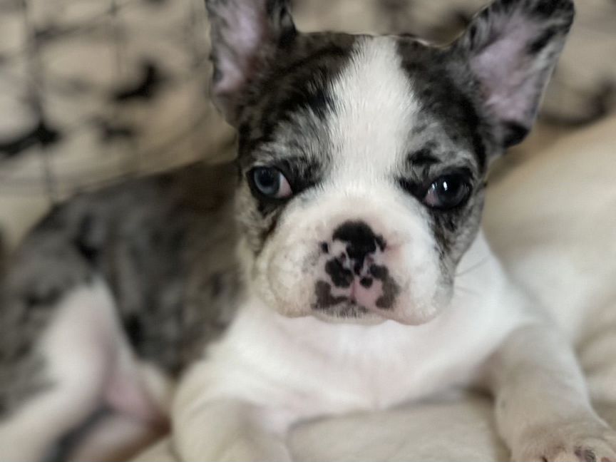 Француз мерле мальчик