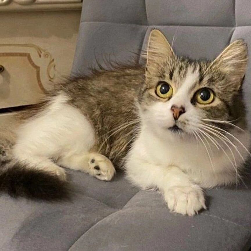 Кошечка котенок-подросток в добрые руки