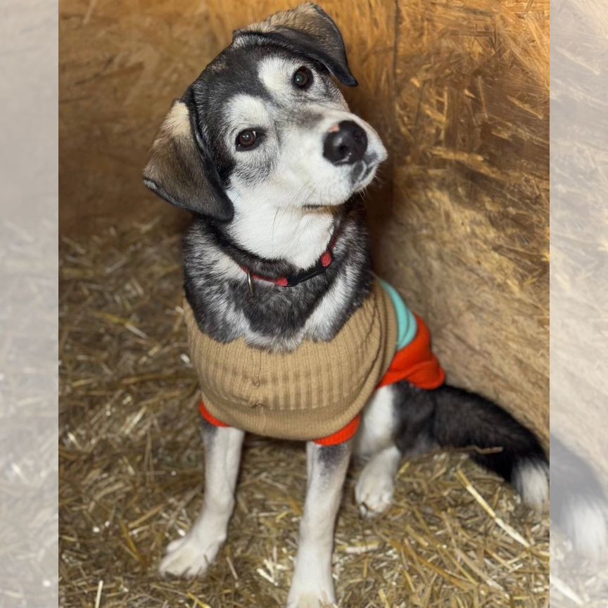 Взрослая собака в добрые руки