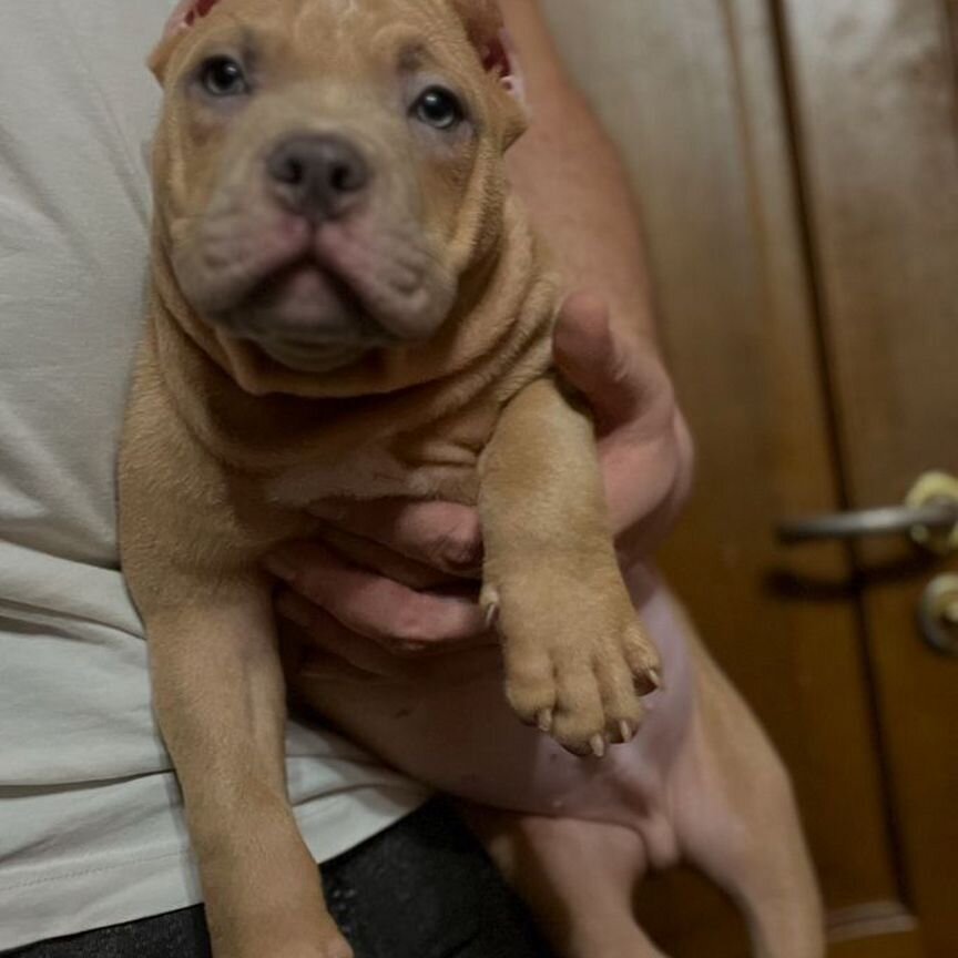 Американский булли покет мальчик