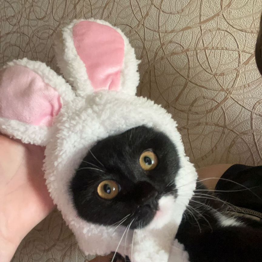 Кошки бесплатно