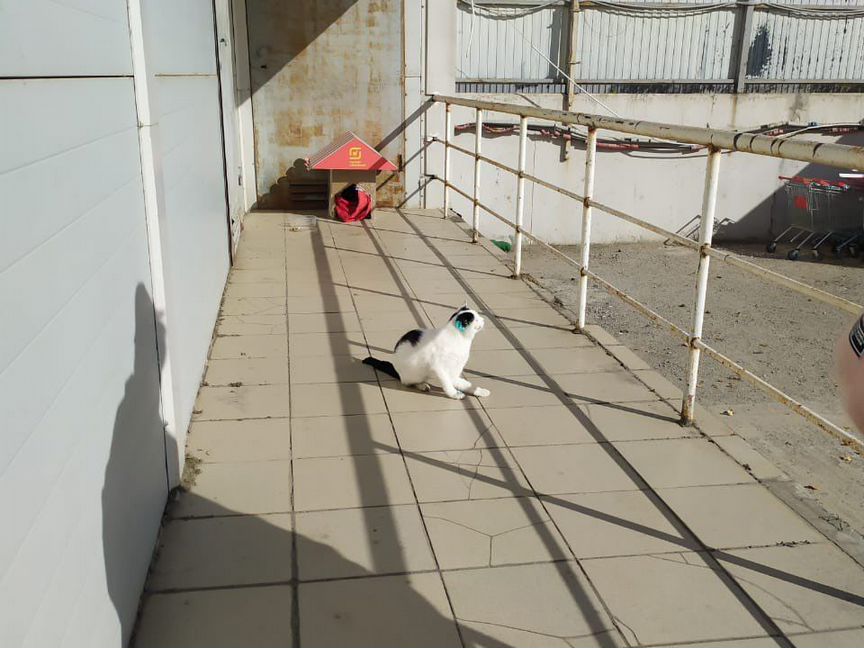 Ищем хозяина котику