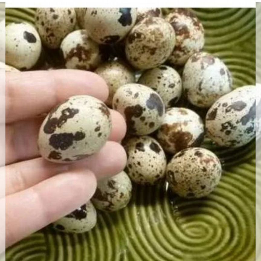 Яйца перепелиные домашние