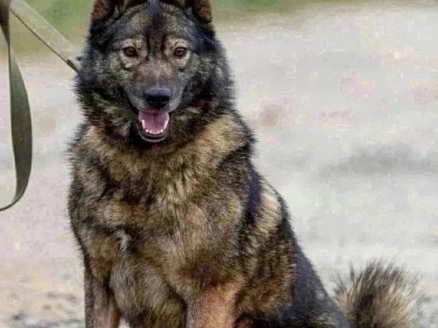 Тимка в добрые руки