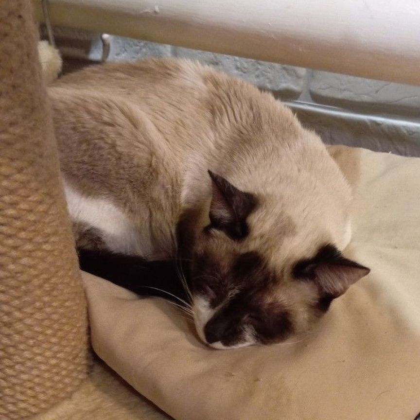 Котик 10 месяцев, стерилизован