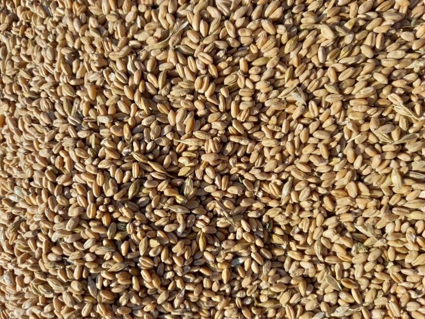 Пшеница озимая, ячмень яровой