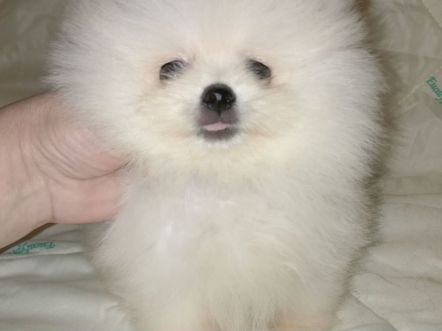 Белый мини шпиц