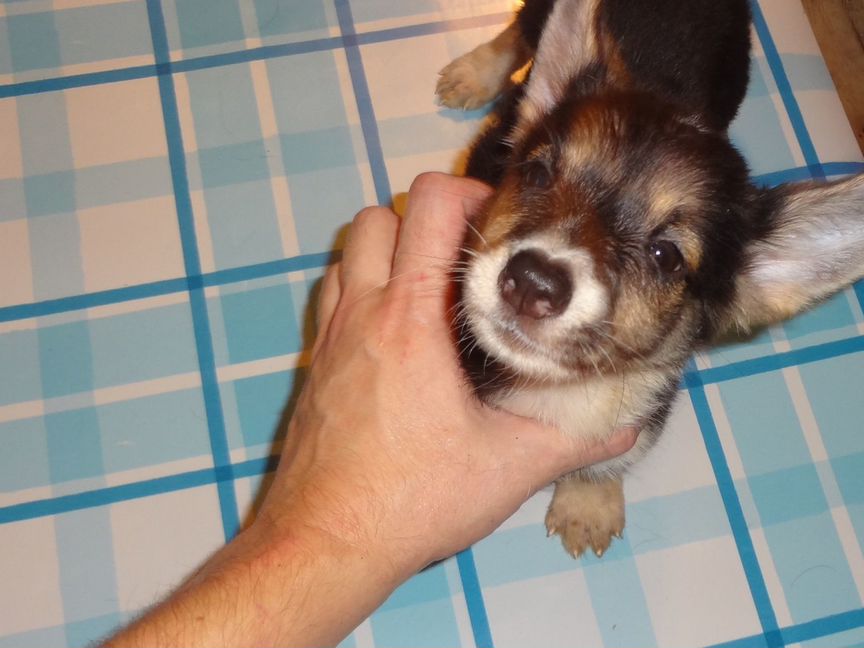 Отдам щенков в добрые руки