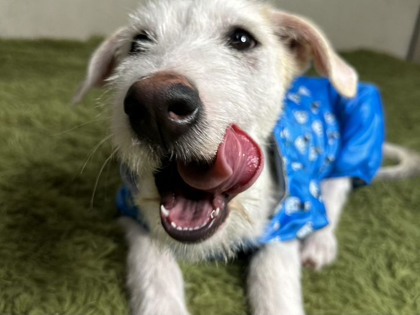 Щенок в добрые руки