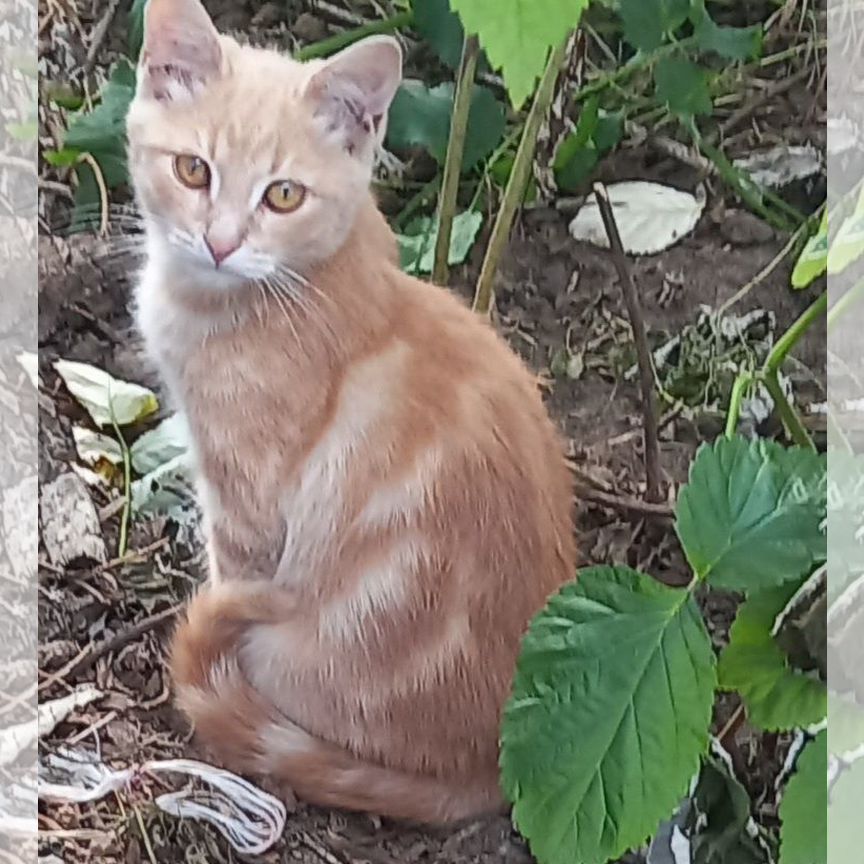 Котенок