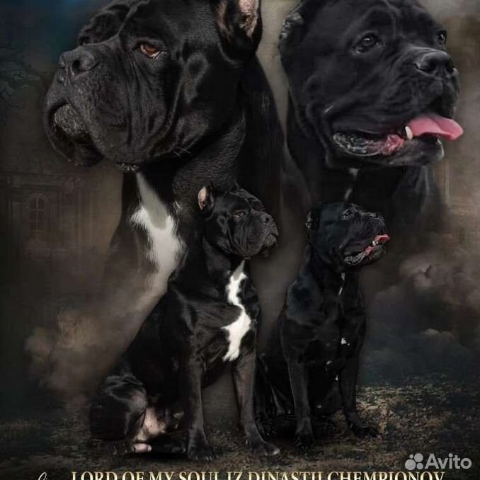 Алиментная девочка Кане Корсо