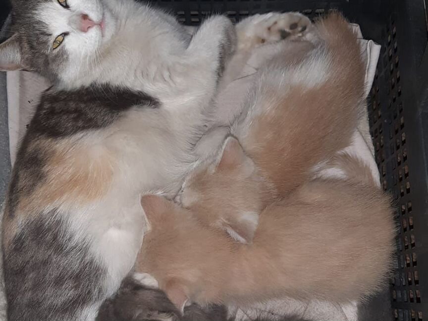Котята в добрые руки