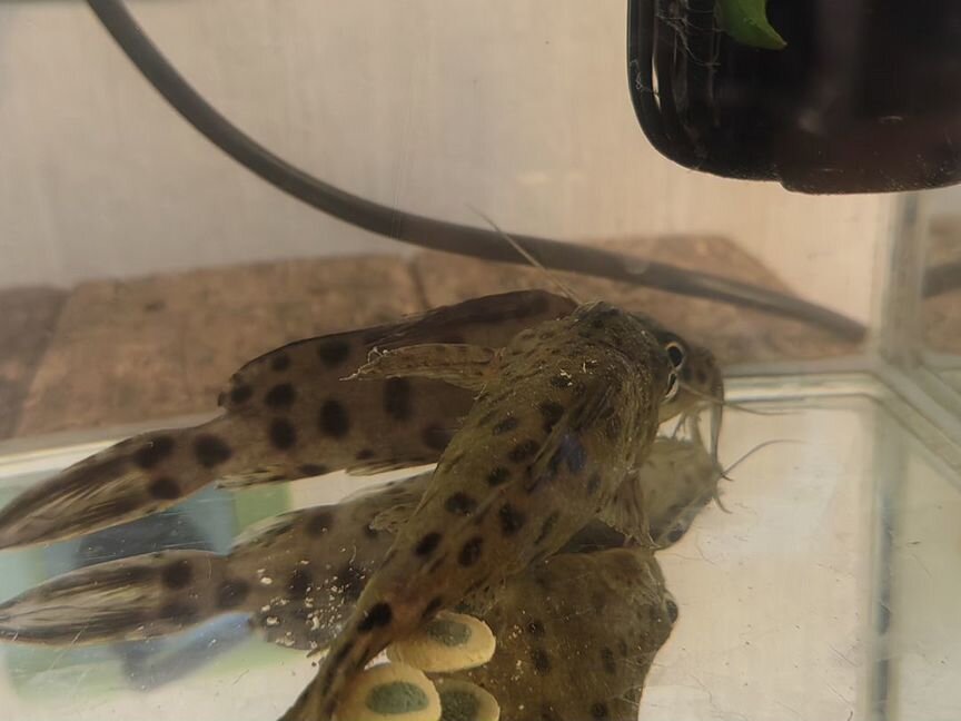 Сомики Синодонтис далматин