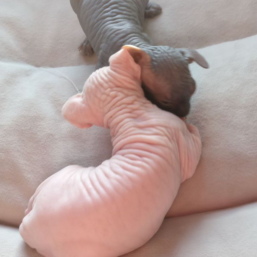 Канадский сфинкс котёнок