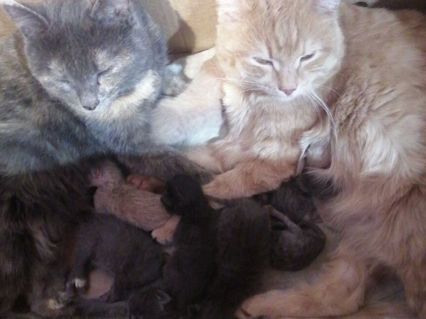 Кошка