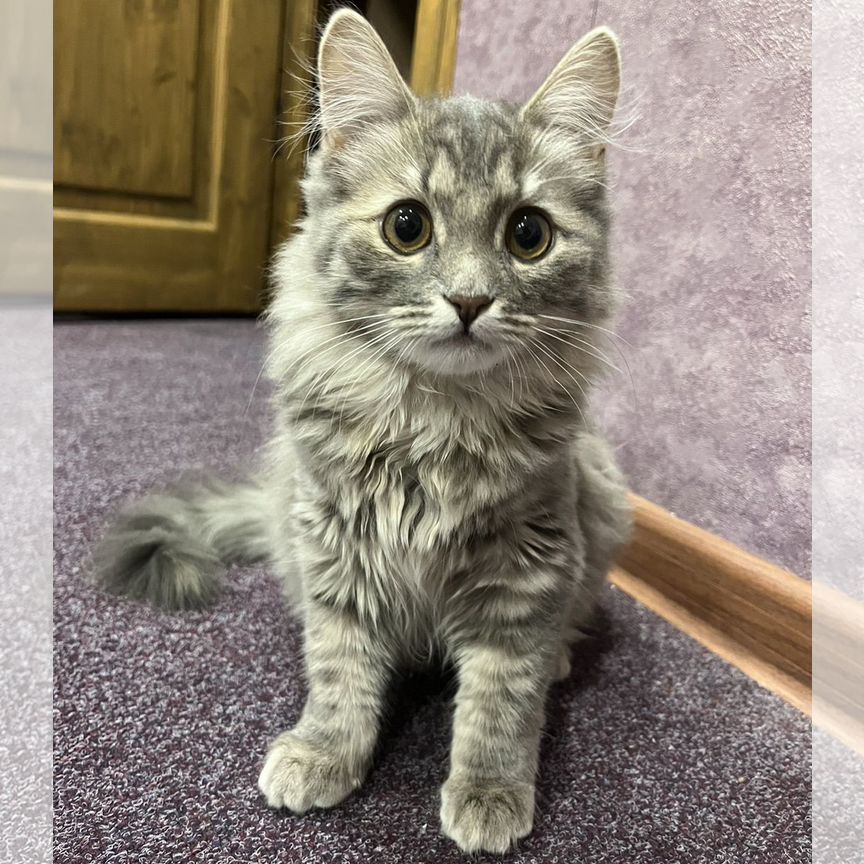 Кошка