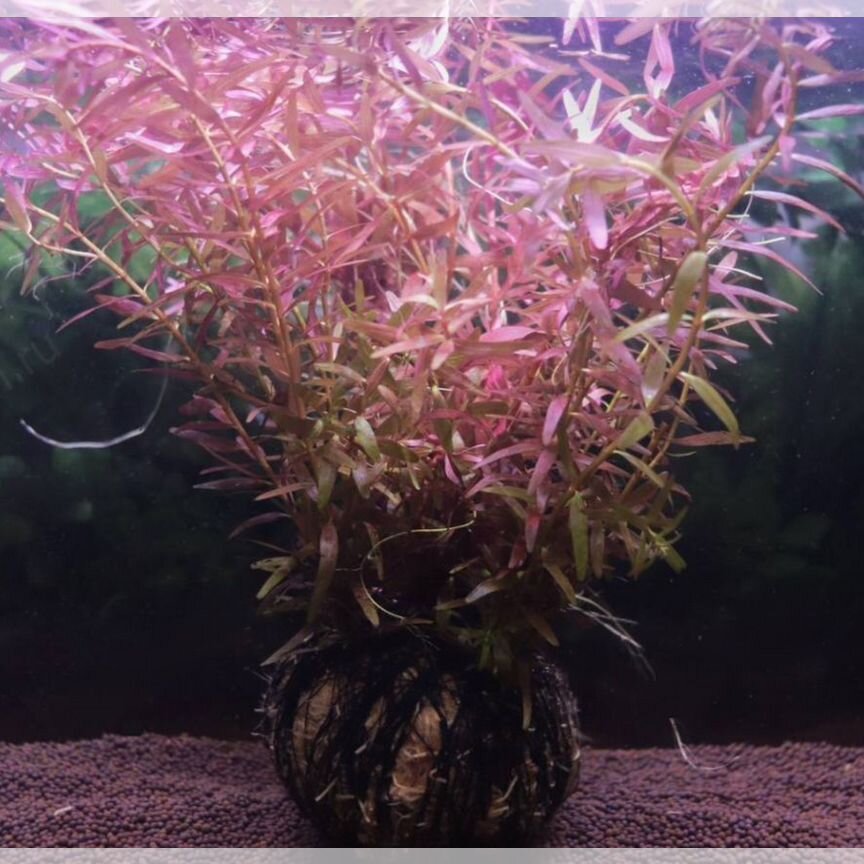 Ротала индийская на кочке(Rotala indica) аквариумн
