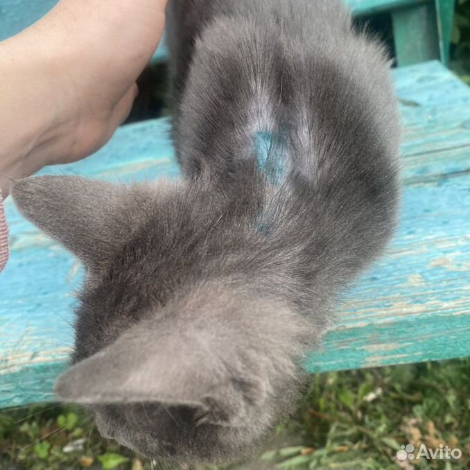 Котенок в добоые ручки