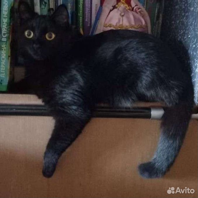 Кошка на вязку