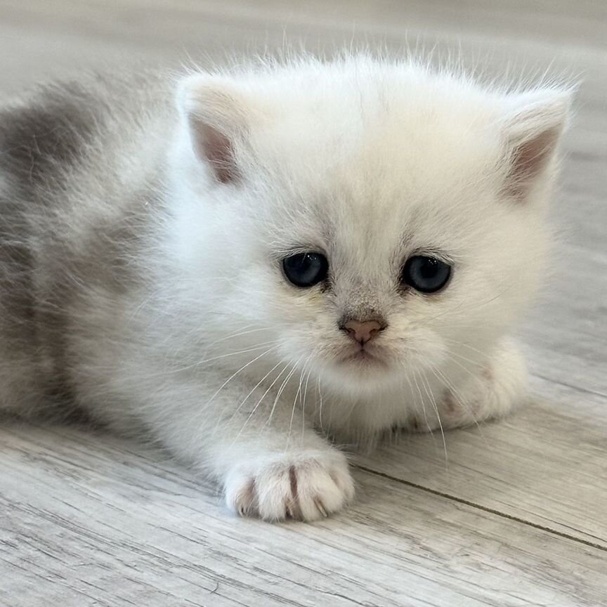 Британский короткошёрстный котёнок