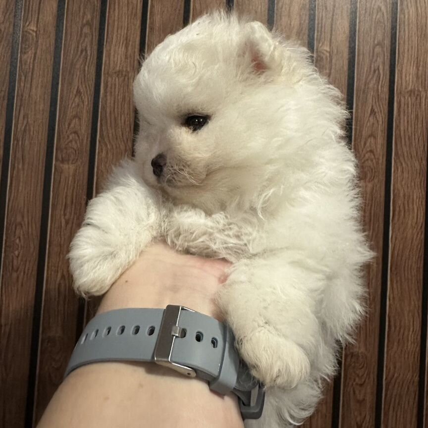 Померанский шпиц, щенок