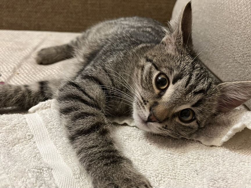 Котенок сибирский