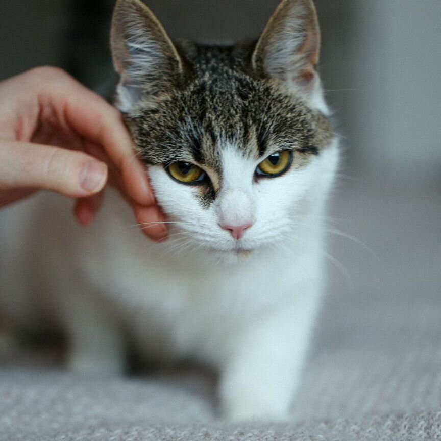 Добрая Лика кошечка разбивающая сердца