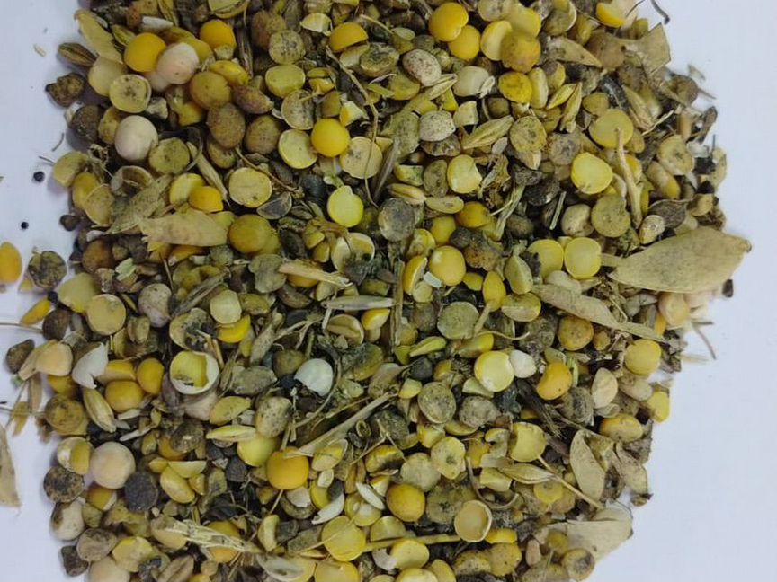 Горох фуражный