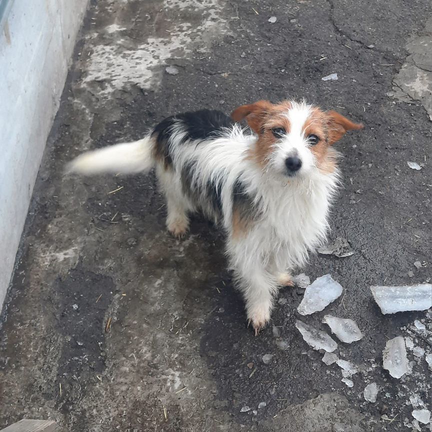 Щенок в добрые руки бесплатно