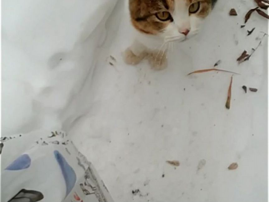 Кошки в добрые руки