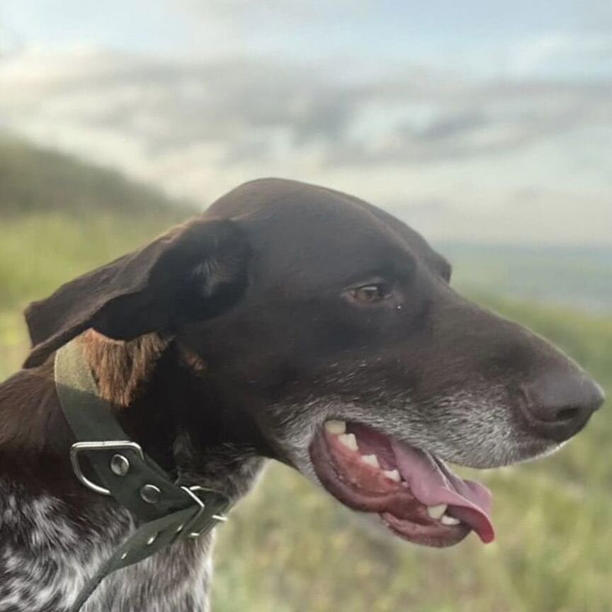 Отдам в добрые руки Курцхаара