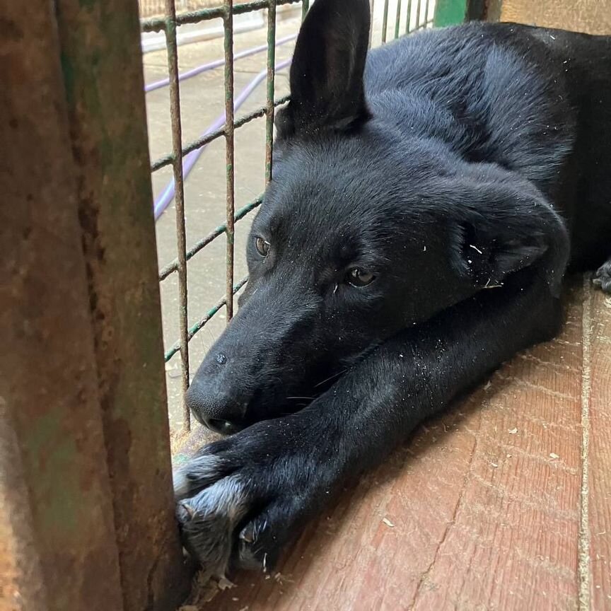 Собака Трюфель хочет на волю, приезжайте гулять