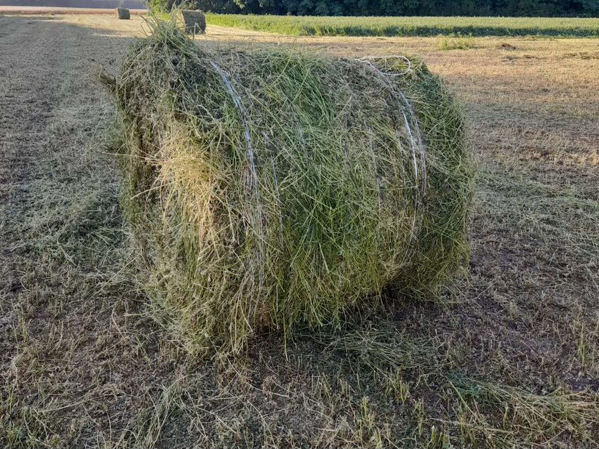 Сено люцерны в рулонах