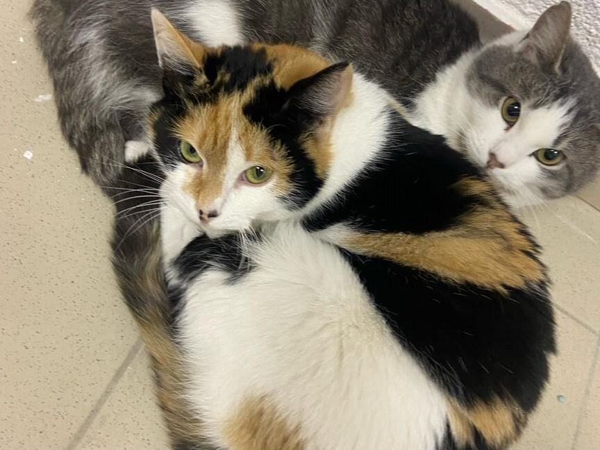 Кошка ищет семью