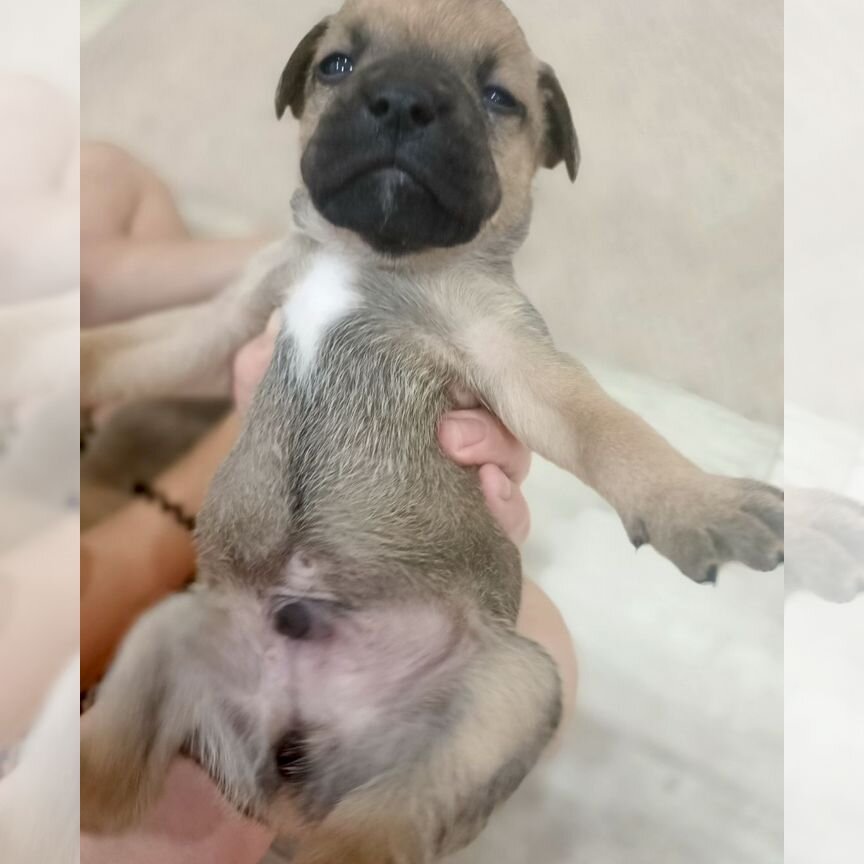 Французский бульдог, щенок