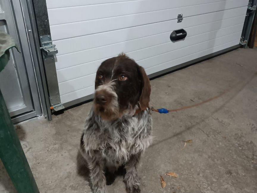 Дратхаар в добрые руки