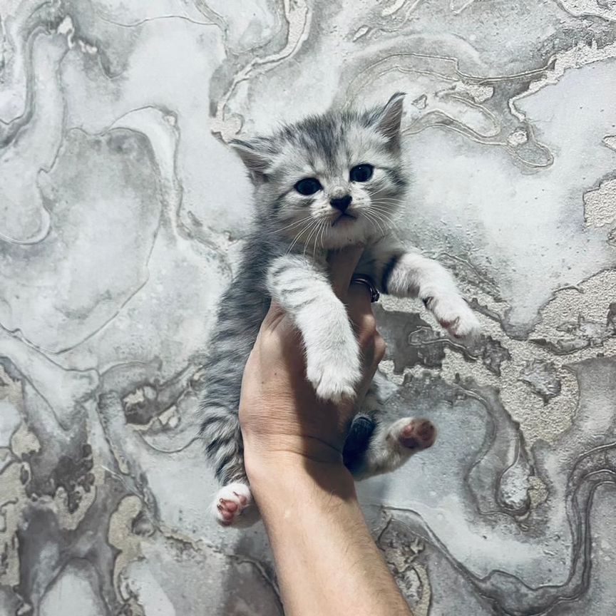 Шотландский Вискас
