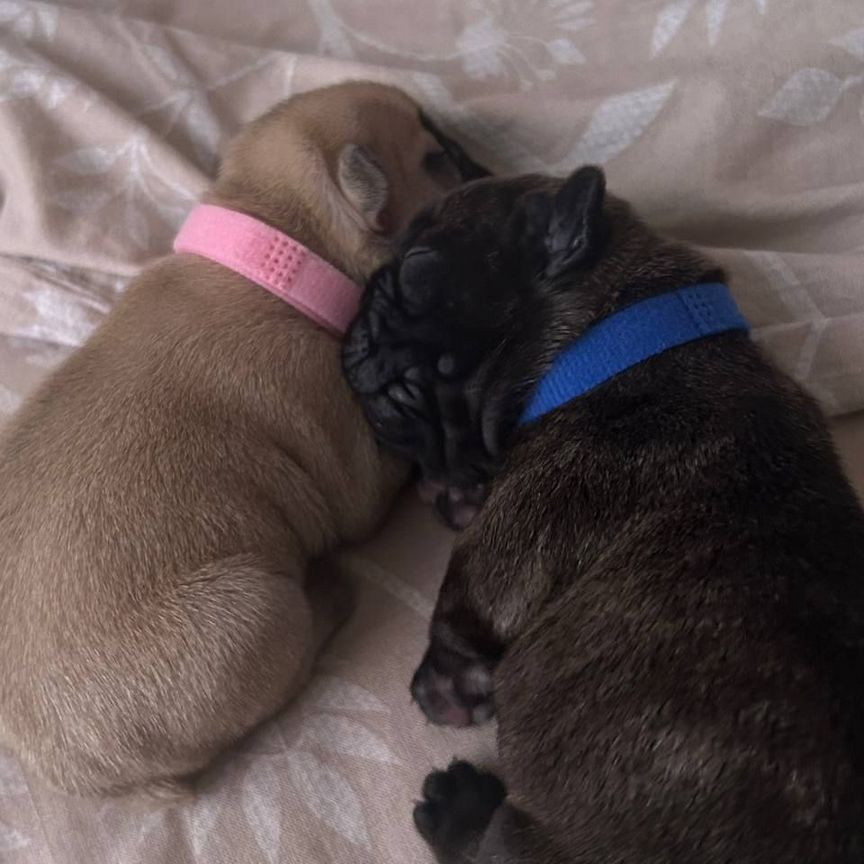 Французский бульдог щенки