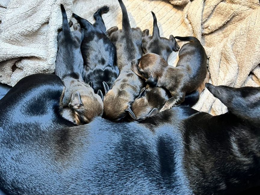 Кроличья такса