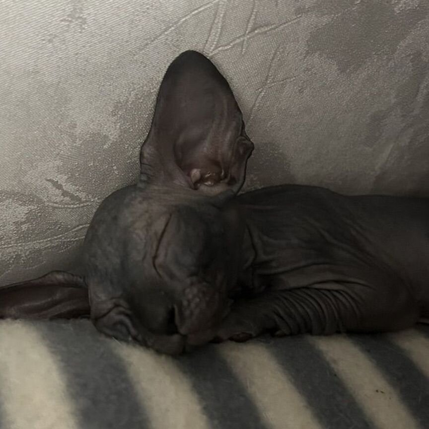 Канадский сфинкс котёнок