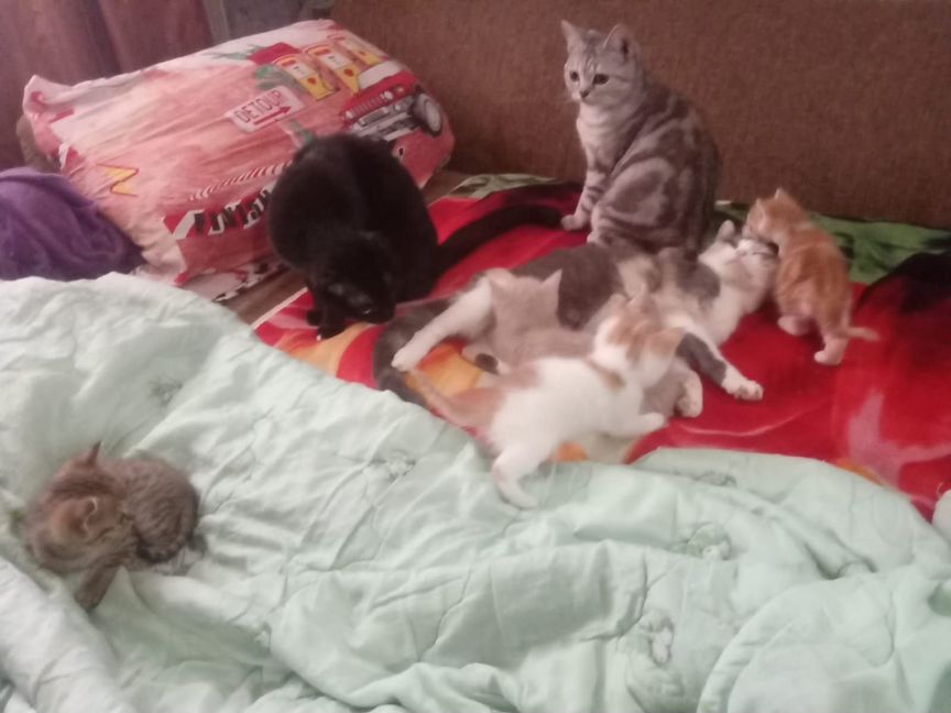 Котики бесплатно в добрые руки