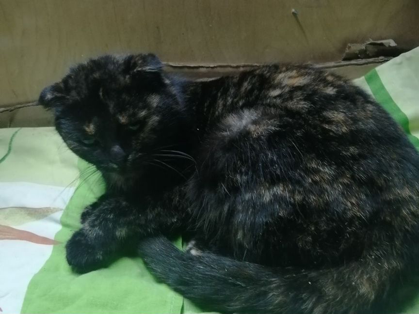 Кошка шотланская скотишфолд