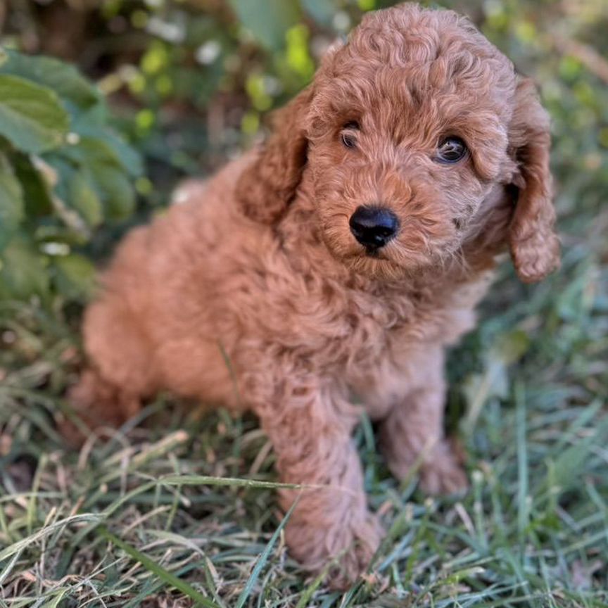 Малый пудель мальчик