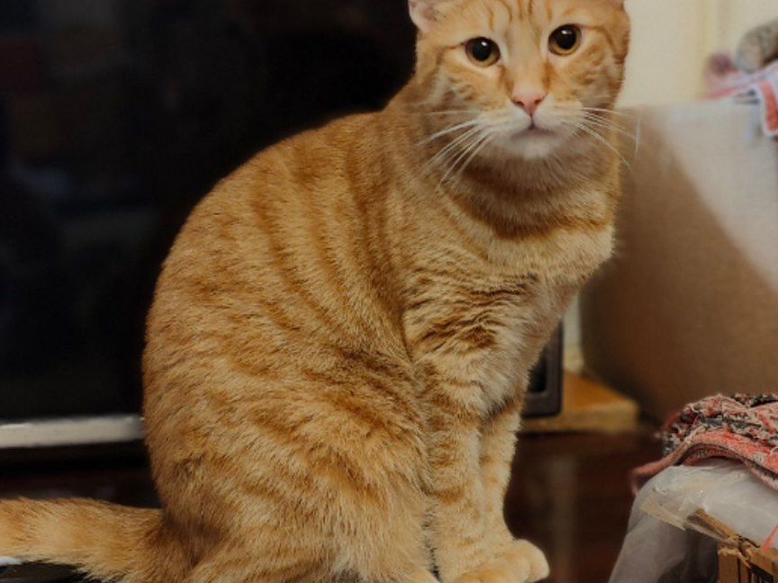 Ищет дом замечательный котик Нафаня