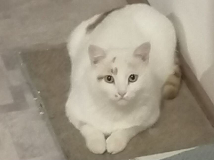 Кот бесплатно