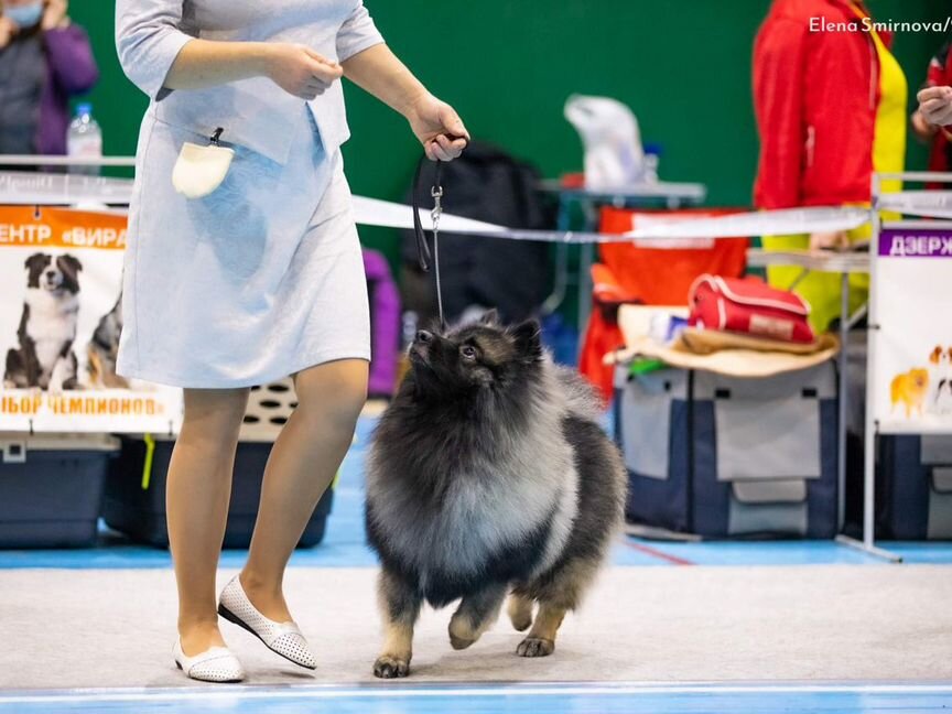 Вольфшпиц (Кеесхонд). Вязка