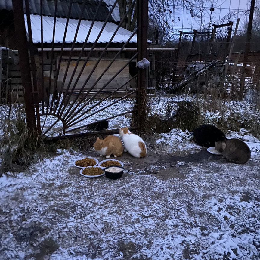 Кошки и котята в добрые руки