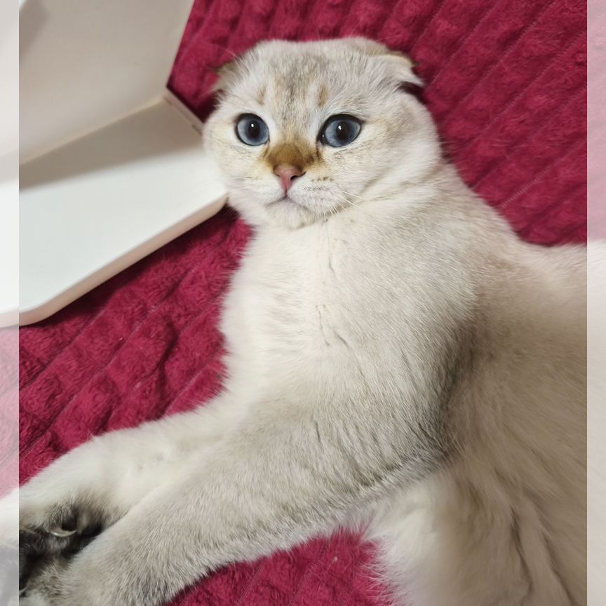 Шотландский вислоухий короткошёрстный, взрослый кот